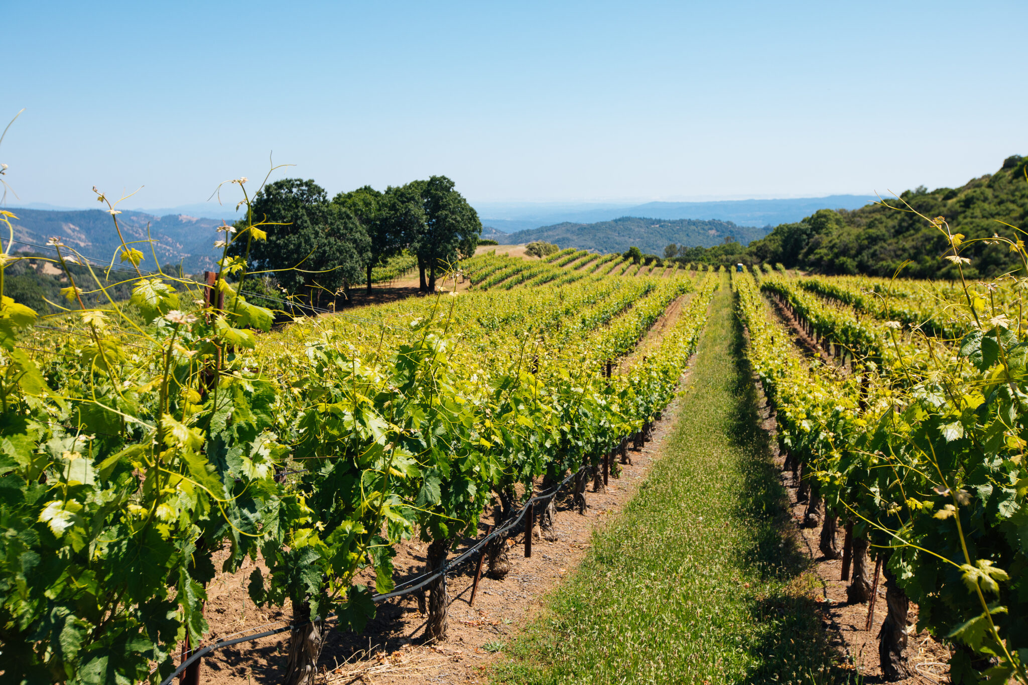 Our Story - Imagery Estate Winery